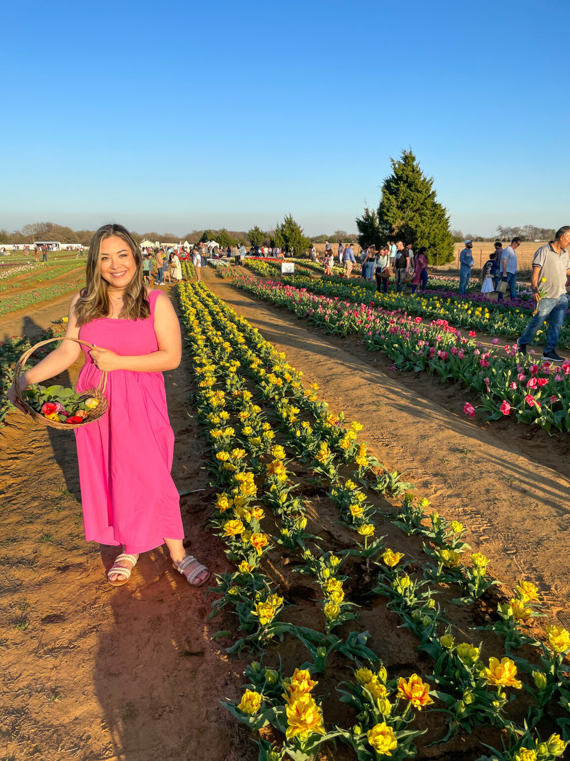 A Guide to Texas Tulips: All You Need to Know To Plan Your Visit ...