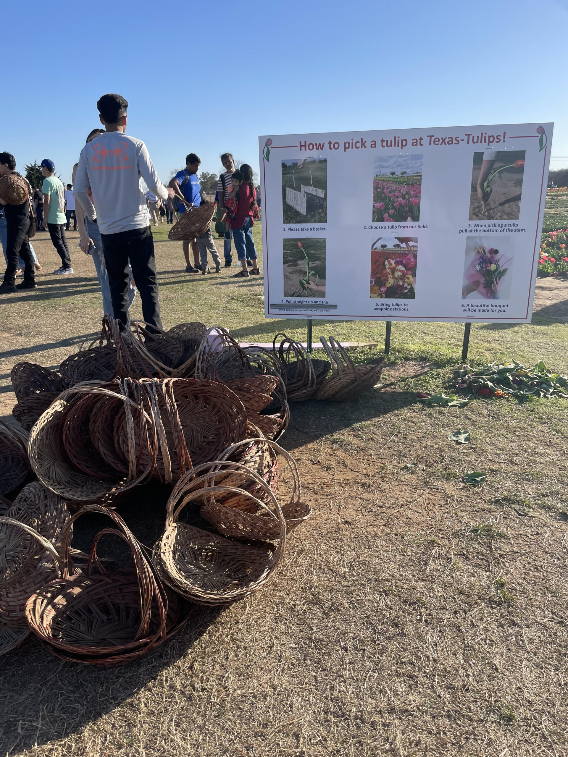 A Guide to Texas Tulips: All You Need to Know To Plan Your Visit ...