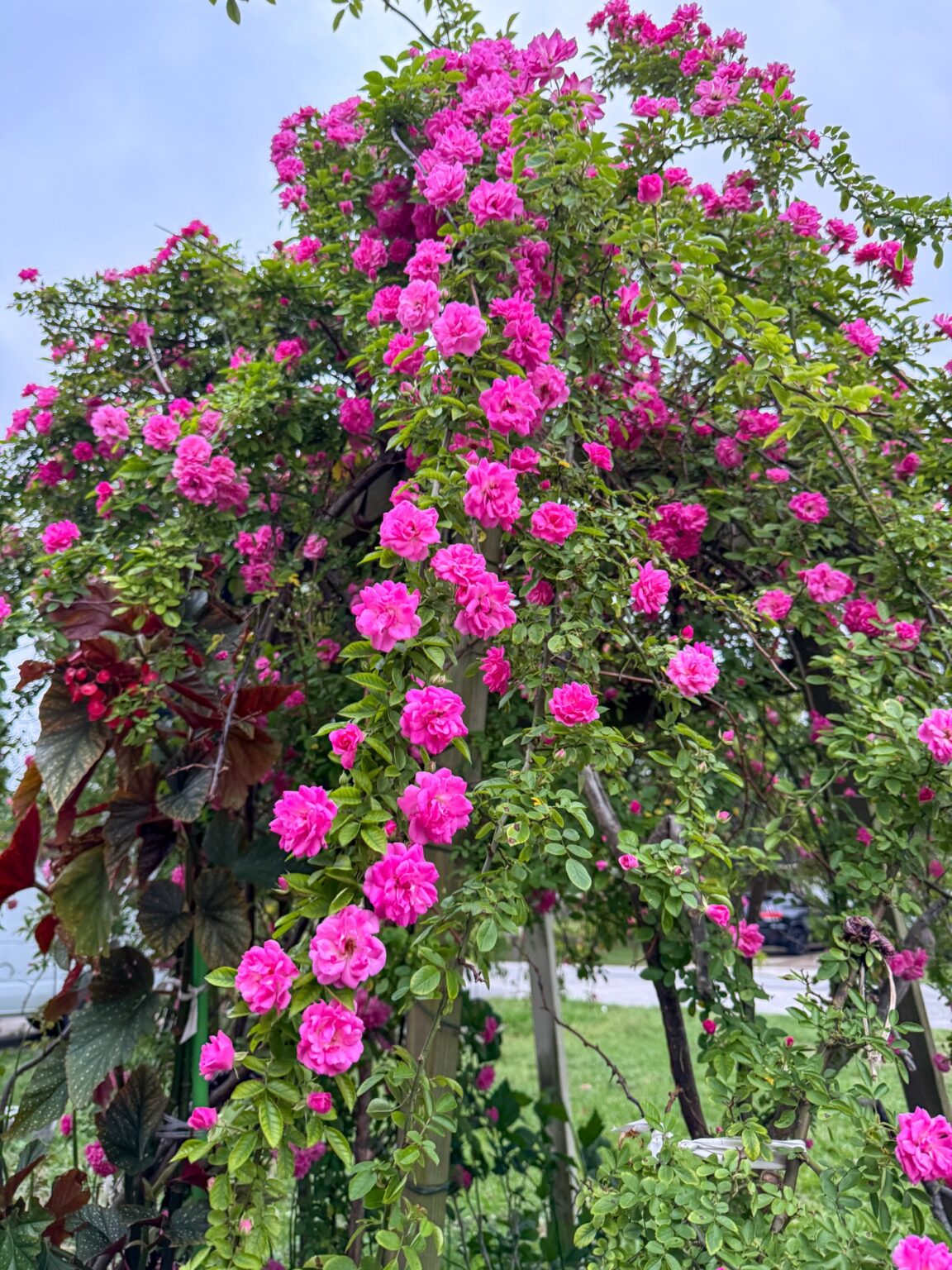 Why the Peggy Martin Rose Deserves a Spot in Your Garden - Diana Colibri