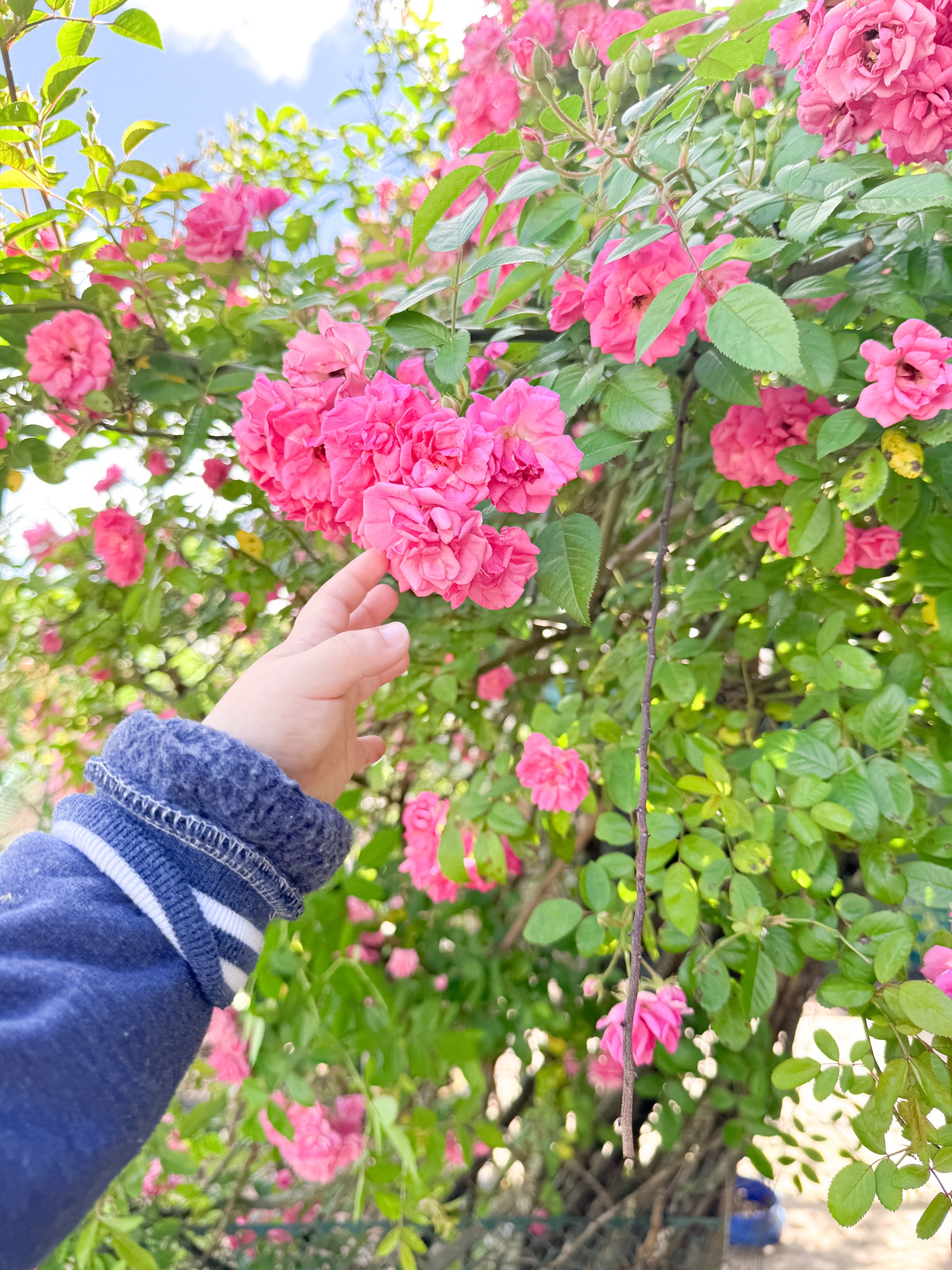 Why the Peggy Martin Rose Deserves a Spot in Your Garden - Diana Colibri